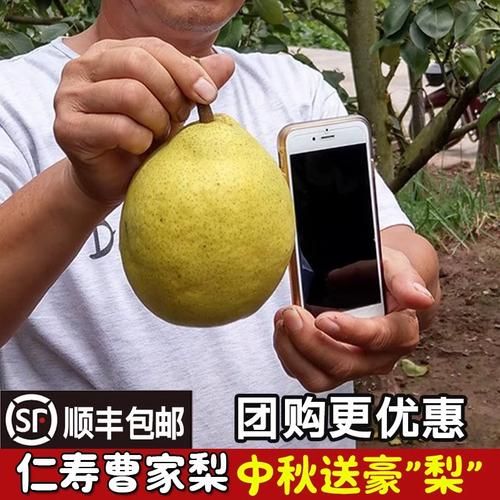 雪花梨产地在哪里_雪花梨哪个地方最正宗-第1张图片-山城妙识 雪花梨产地在哪里_雪花梨哪个地方最正宗-第1张图片-山城妙识