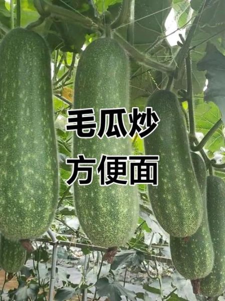 毛瓜怎么做好吃_毛瓜的做法大全家常-第3张图片-山城妙识 毛瓜怎么做好吃_毛瓜的做法大全家常-第3张图片-山城妙识