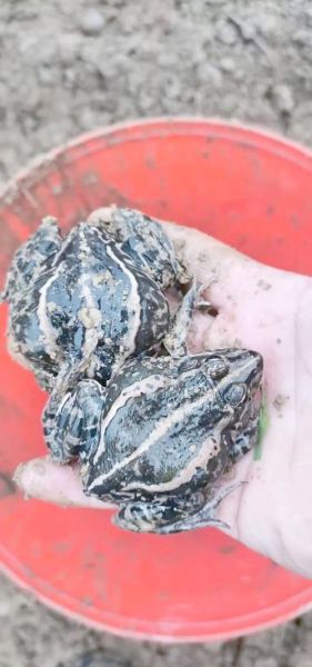 养二亩青蛙真实利润_一年能赚多少钱-第3张图片-山城妙识 养二亩青蛙真实利润_一年能赚多少钱-第3张图片-山城妙识