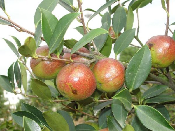 种植油茶风险有哪些_如何避免-第1张图片-山城妙识 种植油茶风险有哪些_如何避免-第1张图片-山城妙识