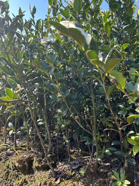 种植油茶风险有哪些_如何避免-第2张图片-山城妙识 种植油茶风险有哪些_如何避免-第2张图片-山城妙识