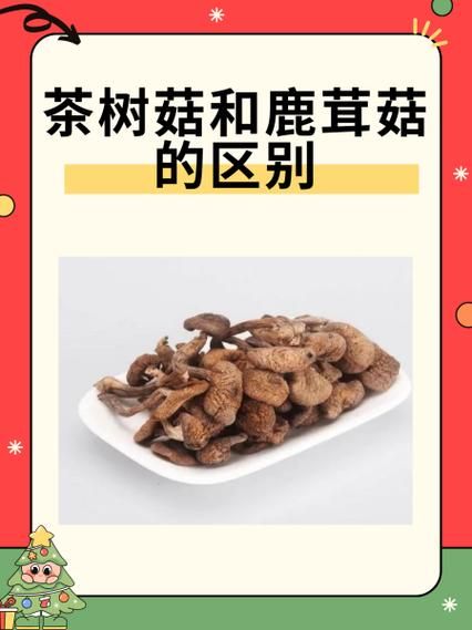 茶树菇的副作用_哪些人不能吃茶树菇-第3张图片-山城妙识 茶树菇的副作用_哪些人不能吃茶树菇-第3张图片-山城妙识