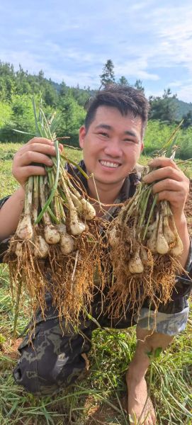 藠头的功效与作用及禁忌_什么人不能吃藠头-第2张图片-山城妙识