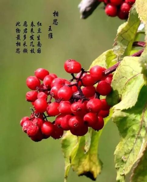 相思豆有毒吗_相思豆中毒症状-第1张图片-山城妙识 相思豆有毒吗_相思豆中毒症状-第1张图片-山城妙识