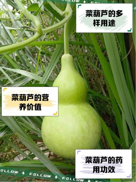 菜葫芦怎么种_菜葫芦什么时候种-第2张图片-山城妙识