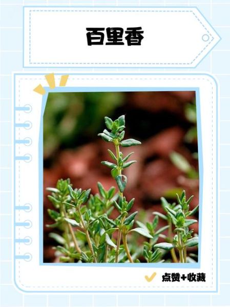 百里香图片_百里香功效与作用-第3张图片-山城妙识