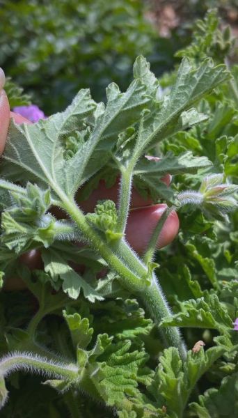 香叶天竺葵花油的功效与作用_孕妇能用吗-第2张图片-山城妙识 香叶天竺葵花油的功效与作用_孕妇能用吗-第2张图片-山城妙识