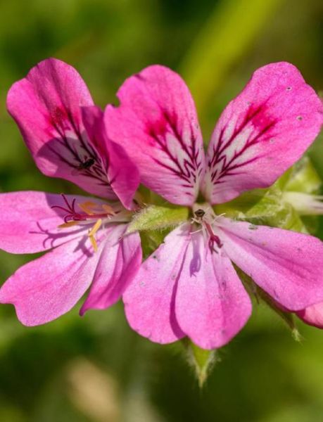 香叶天竺葵花油的功效与作用_孕妇能用吗-第1张图片-山城妙识 香叶天竺葵花油的功效与作用_孕妇能用吗-第1张图片-山城妙识