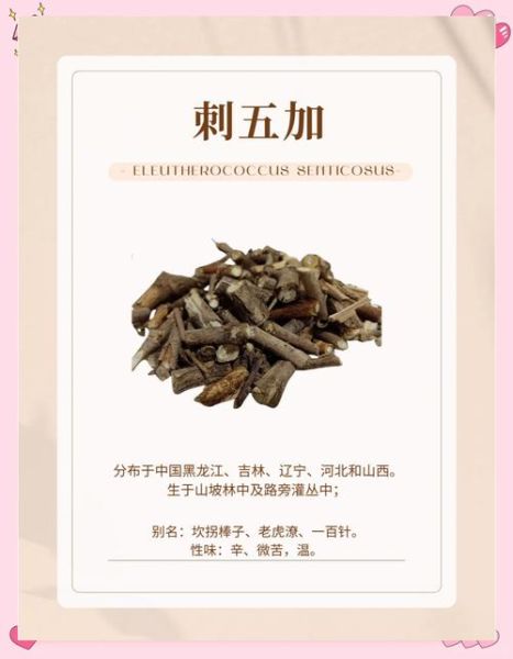 刺五加颗粒的功效与作用_刺五加颗粒适合什么人吃-第3张图片-山城妙识 刺五加颗粒的功效与作用_刺五加颗粒适合什么人吃-第3张图片-山城妙识