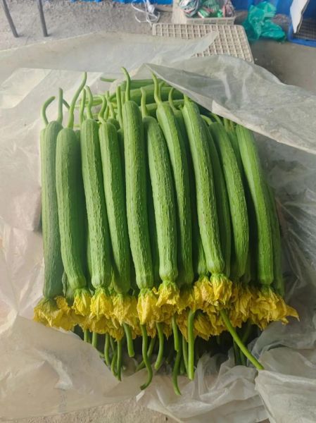 常见瓜类蔬菜有哪些_瓜类蔬菜大全名字-第3张图片-山城妙识