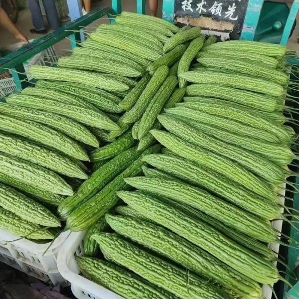 常见瓜类蔬菜有哪些_瓜类蔬菜大全名字-第2张图片-山城妙识