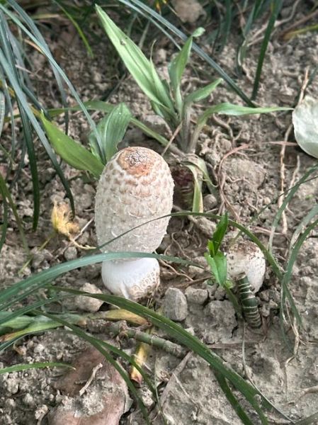 野生鸡腿菇怎么烹饪_野生鸡腿菇怎么清洗-第1张图片-山城妙识