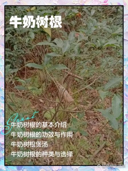 牛奶根长什么样_牛奶根的功效与作用-第2张图片-山城妙识