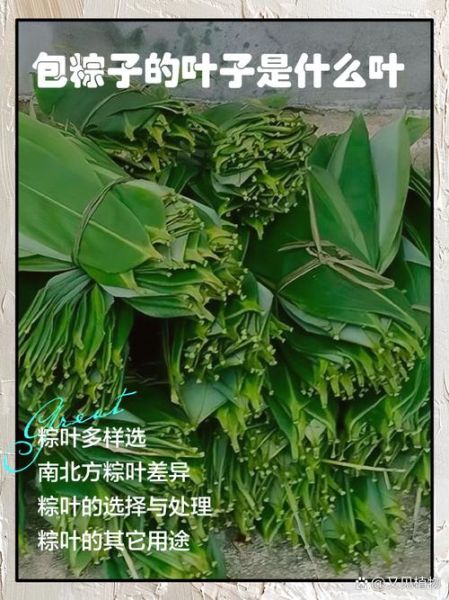 包粽子的叶子有几种_什么叶子包粽子最香-第1张图片-山城妙识 包粽子的叶子有几种_什么叶子包粽子最香-第1张图片-山城妙识