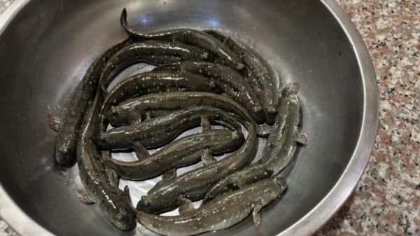 跳鱼儿是什么东西_跳鱼儿能吃不-第1张图片-山城妙识