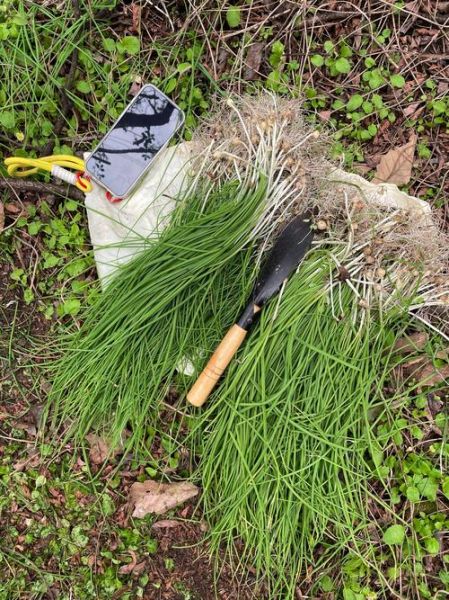 野葱怎么腌制好吃_野葱腌制配方大全-第2张图片-山城妙识 野葱怎么腌制好吃_野葱腌制配方大全-第2张图片-山城妙识