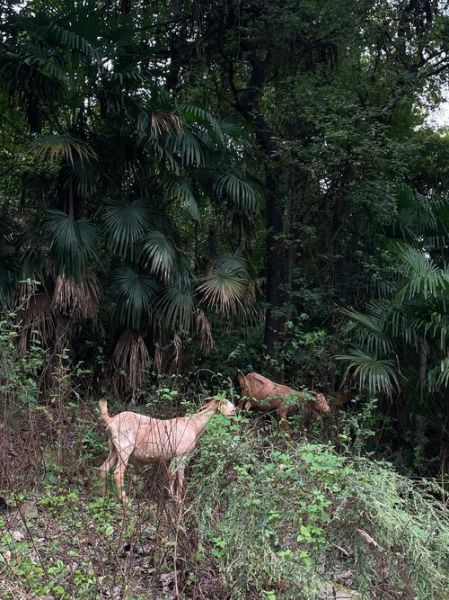 野葱怎么腌制好吃_野葱腌制配方大全-第3张图片-山城妙识 野葱怎么腌制好吃_野葱腌制配方大全-第3张图片-山城妙识