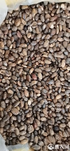 蓖麻子中毒几天才会死_蓖麻子中毒多久会致命-第1张图片-山城妙识 蓖麻子中毒几天才会死_蓖麻子中毒多久会致命-第1张图片-山城妙识