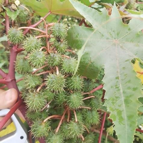 蓖麻子中毒几天才会死_蓖麻子中毒多久会致命-第3张图片-山城妙识 蓖麻子中毒几天才会死_蓖麻子中毒多久会致命-第3张图片-山城妙识