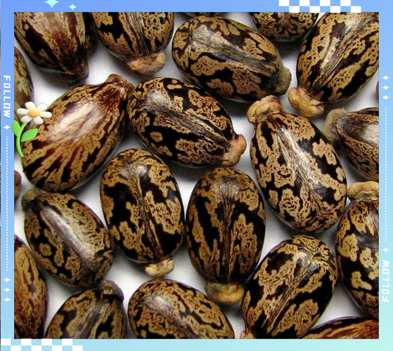 蓖麻子中毒几天才会死_蓖麻子中毒多久会致命-第2张图片-山城妙识 蓖麻子中毒几天才会死_蓖麻子中毒多久会致命-第2张图片-山城妙识