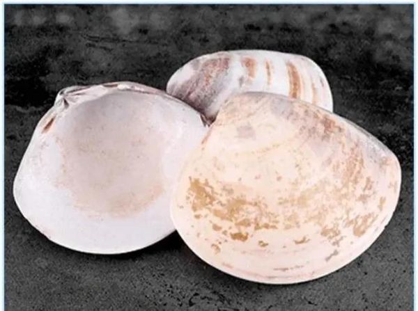 文蛤怎么洗_文蛤吐沙最快方法-第1张图片-山城妙识 文蛤怎么洗_文蛤吐沙最快方法-第1张图片-山城妙识