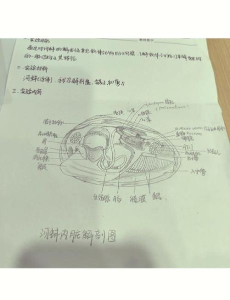 河蚌怎么洗干净图解_河蚌清洗内脏步骤-第1张图片-山城妙识 河蚌怎么洗干净图解_河蚌清洗内脏步骤-第1张图片-山城妙识
