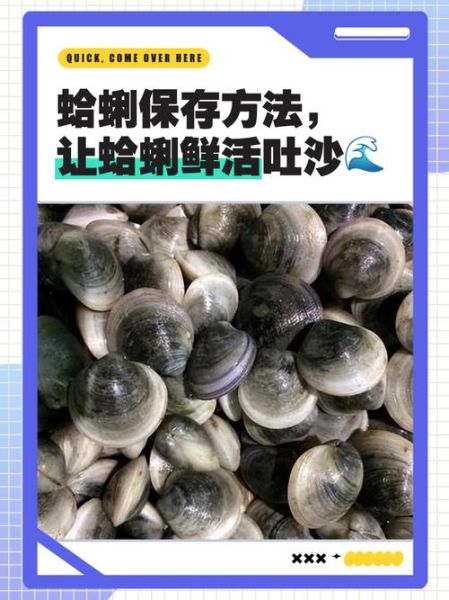 文蛤怎么洗_文蛤吐沙最快方法-第3张图片-山城妙识 文蛤怎么洗_文蛤吐沙最快方法-第3张图片-山城妙识