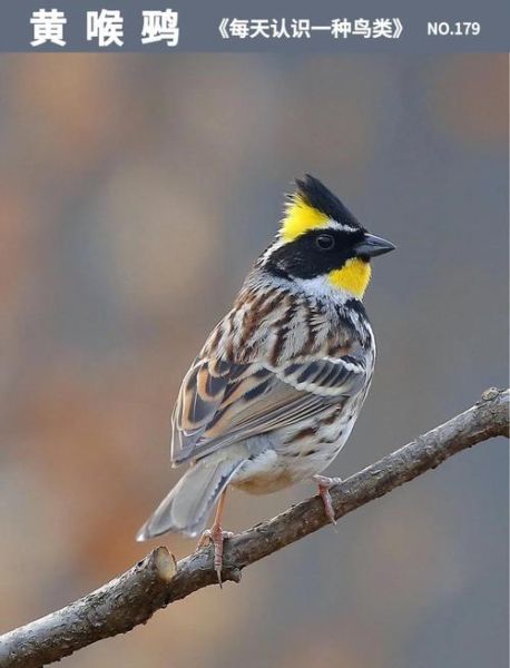 黄喉鹀怎么分公母_黄喉鹀吧新手入门-第1张图片-山城妙识 黄喉鹀怎么分公母_黄喉鹀吧新手入门-第1张图片-山城妙识