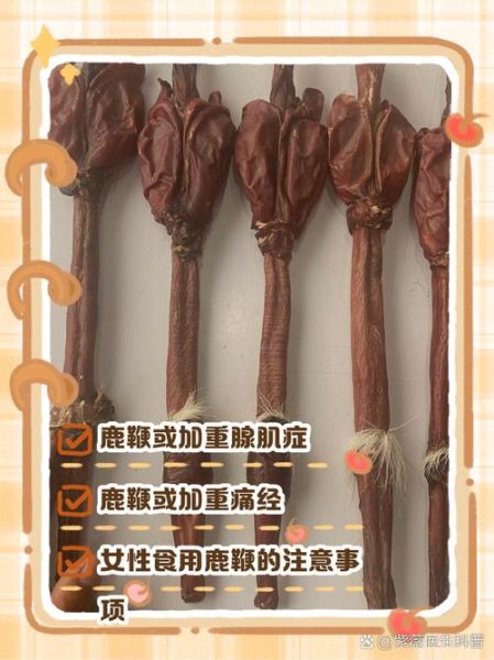 鹿鞭的功效与作用吃法_鹿鞭怎么吃效果最好-第2张图片-山城妙识 鹿鞭的功效与作用吃法_鹿鞭怎么吃效果最好-第2张图片-山城妙识