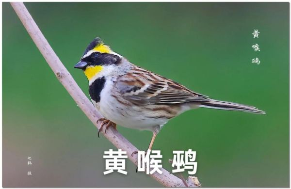 黄喉鹀怎么分公母_黄喉鹀吧新手入门-第2张图片-山城妙识 黄喉鹀怎么分公母_黄喉鹀吧新手入门-第2张图片-山城妙识