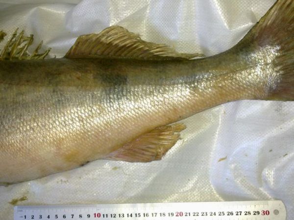 鲈形目鱼类大全_常见品种有哪些-第3张图片-山城妙识 鲈形目鱼类大全_常见品种有哪些-第3张图片-山城妙识