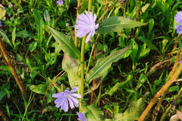 菊苣图片_全株长什么样-第2张图片-山城妙识 菊苣图片_全株长什么样-第2张图片-山城妙识