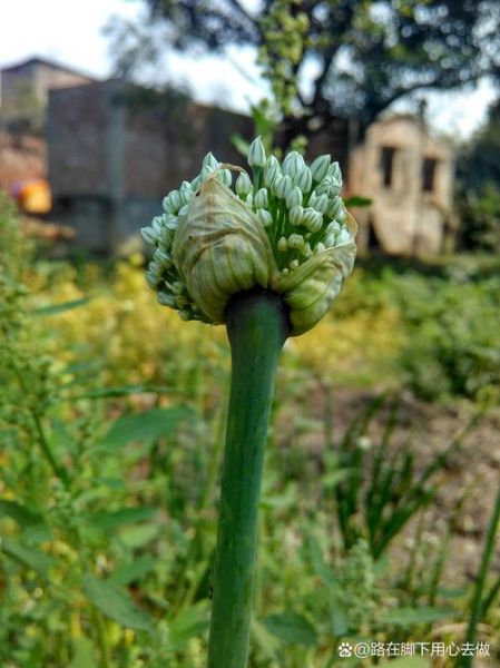 菊苣图片_全株长什么样-第1张图片-山城妙识 菊苣图片_全株长什么样-第1张图片-山城妙识