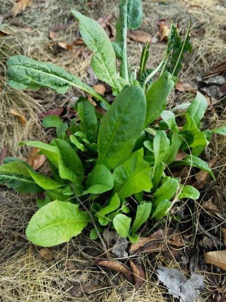 菊苣图片_全株长什么样-第3张图片-山城妙识 菊苣图片_全株长什么样-第3张图片-山城妙识