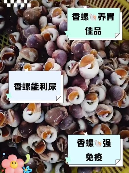 香螺哪些部位不能吃_香螺内脏图解-第3张图片-山城妙识 香螺哪些部位不能吃_香螺内脏图解-第3张图片-山城妙识