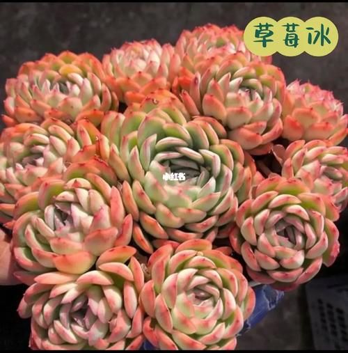 草莓冰多肉怎么养_草莓冰多肉掉叶子怎么办-第3张图片-山城妙识 草莓冰多肉怎么养_草莓冰多肉掉叶子怎么办-第3张图片-山城妙识