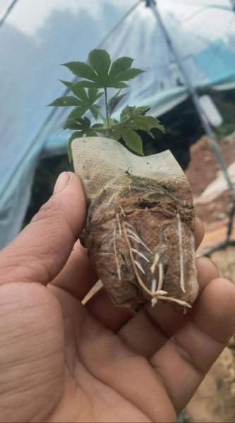 覆盆子怎么种_覆盆子种植技术视频-第1张图片-山城妙识