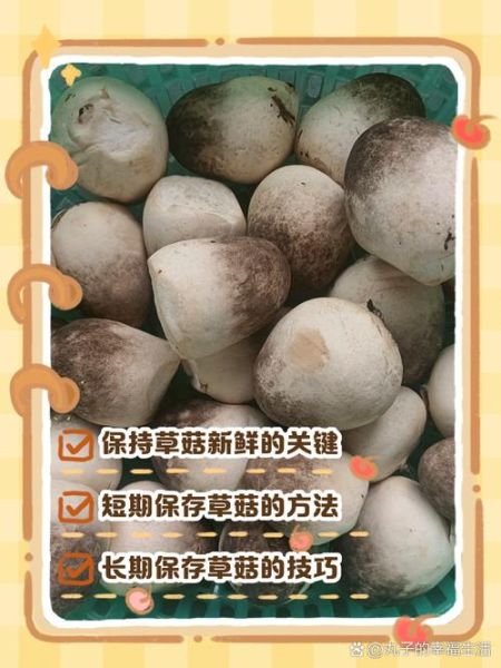 鲜草菇怎么保存_鲜草菇图片如何挑选-第1张图片-山城妙识 鲜草菇怎么保存_鲜草菇图片如何挑选-第1张图片-山城妙识