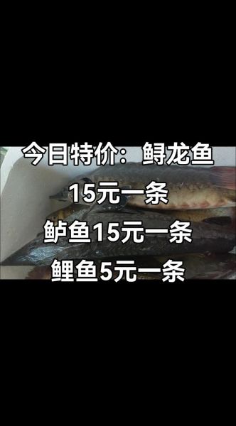 鲟龙鱼多少钱一斤2019_鲟龙鱼价格行情-第1张图片-山城妙识