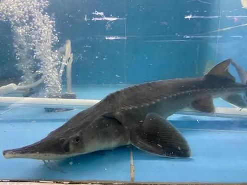 鲟龙鱼多少钱一斤2019_鲟龙鱼价格行情-第2张图片-山城妙识