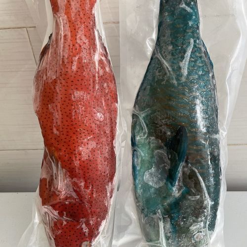 青衣鱼多少钱一斤_青衣鱼价格走势-第1张图片-山城妙识