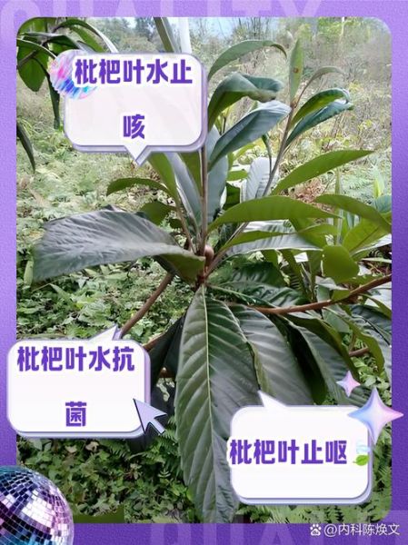 枇杷叶的功效与作用_枇杷叶怎么煮水止咳-第3张图片-山城妙识 枇杷叶的功效与作用_枇杷叶怎么煮水止咳-第3张图片-山城妙识