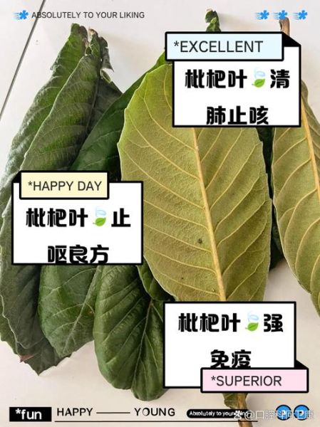 枇杷叶的功效与作用_枇杷叶怎么煮水止咳-第2张图片-山城妙识 枇杷叶的功效与作用_枇杷叶怎么煮水止咳-第2张图片-山城妙识