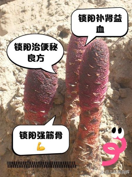 锁阳的功效与作用及食用方法_锁阳怎么吃效果最好-第3张图片-山城妙识 锁阳的功效与作用及食用方法_锁阳怎么吃效果最好-第3张图片-山城妙识