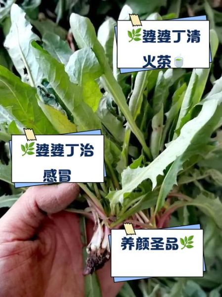 婆婆丁泡水喝的功效_婆婆丁泡水喝的禁忌-第1张图片-山城妙识 婆婆丁泡水喝的功效_婆婆丁泡水喝的禁忌-第1张图片-山城妙识