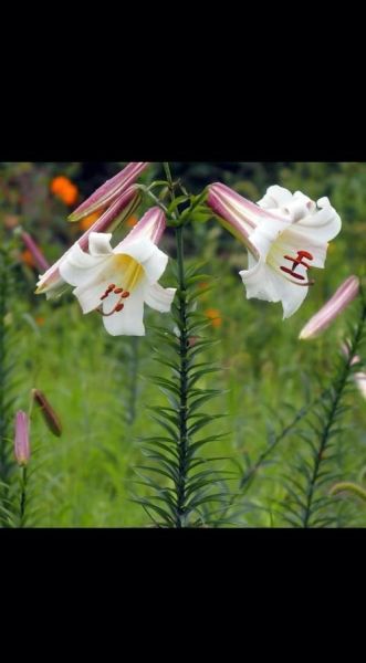 野百合花的功效与作用_野百合花能长期泡水喝吗-第2张图片-山城妙识 野百合花的功效与作用_野百合花能长期泡水喝吗-第2张图片-山城妙识