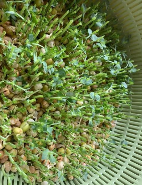 自制豌豆苗最简单的方法_豌豆苗几天能发芽-第1张图片-山城妙识 自制豌豆苗最简单的方法_豌豆苗几天能发芽-第1张图片-山城妙识