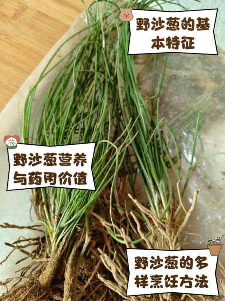 沙葱怎么种_沙葱种植技术详解-第1张图片-山城妙识 沙葱怎么种_沙葱种植技术详解-第1张图片-山城妙识
