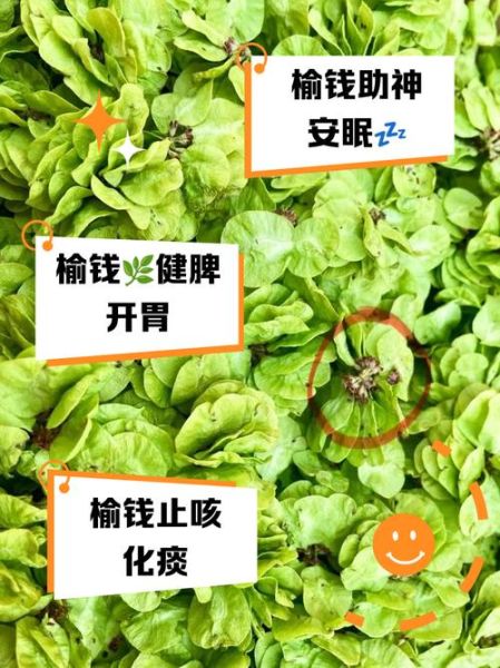 榆钱的功效与作用_榆钱怎么吃才养生-第1张图片-山城妙识 榆钱的功效与作用_榆钱怎么吃才养生-第1张图片-山城妙识