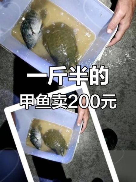 甲鱼批发多少钱一斤_甲鱼批发价格行情-第1张图片-山城妙识 甲鱼批发多少钱一斤_甲鱼批发价格行情-第1张图片-山城妙识